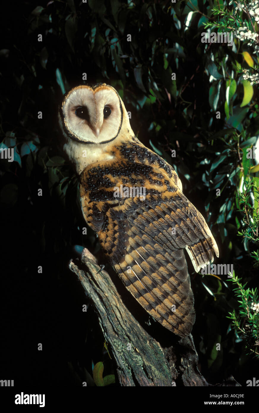 Flying Tasmanian Masked Owl