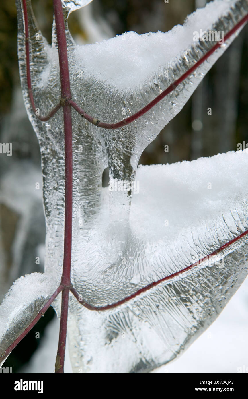 Rim ice and snow on Lostine River Oregon Stock Photo - Alamy