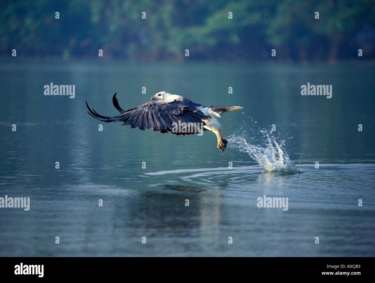 Australian Fish Eagle High Resolution Stock Photography and Images - Alamy