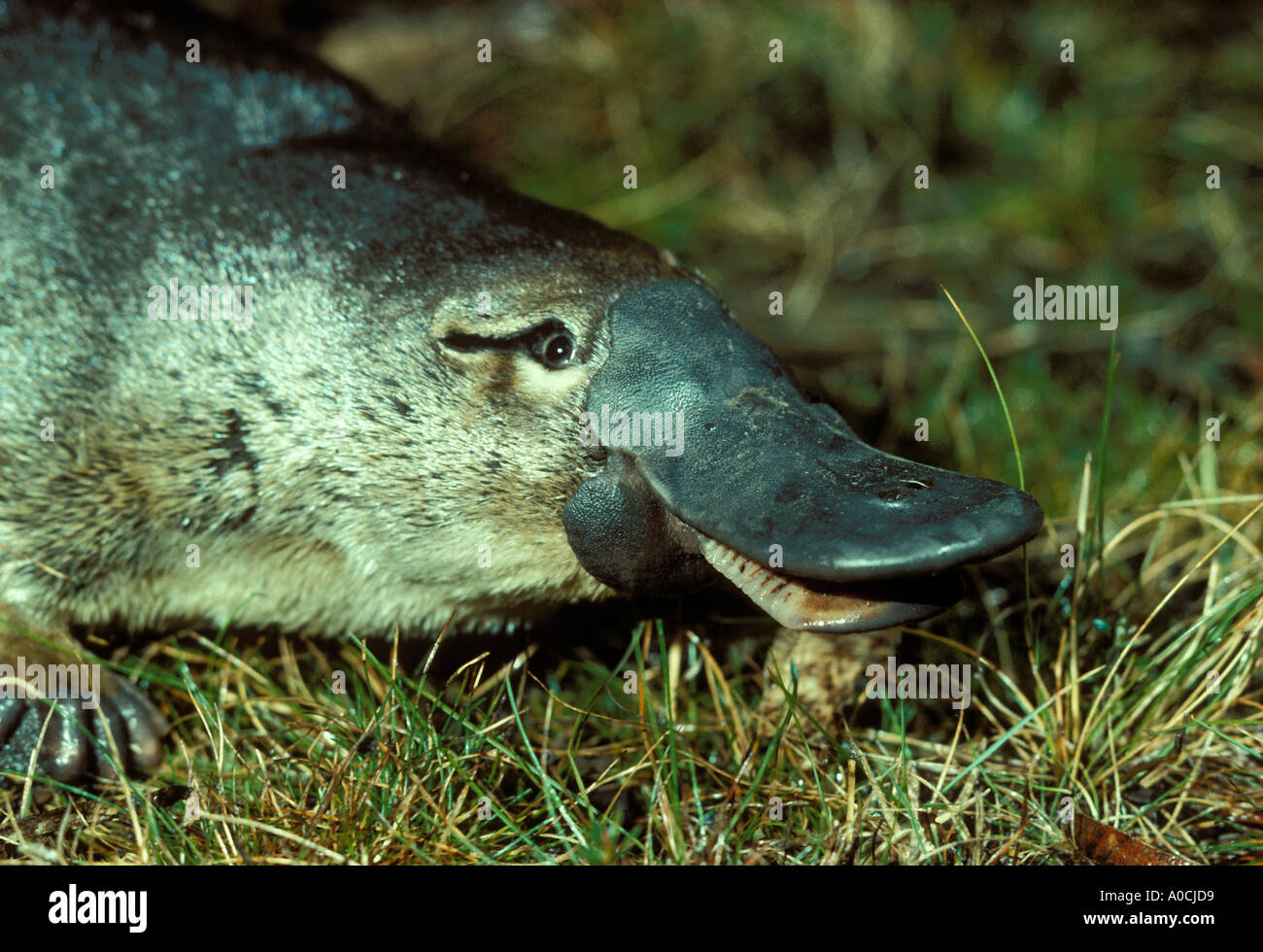 Platypus Ornithorhynchus anatinus Showing close up of head Stock Photo ...