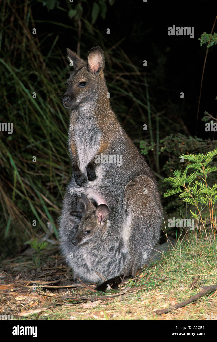 RED NECKED WALLABY Macropus rufogriseus Adult female with joey in pouch ...