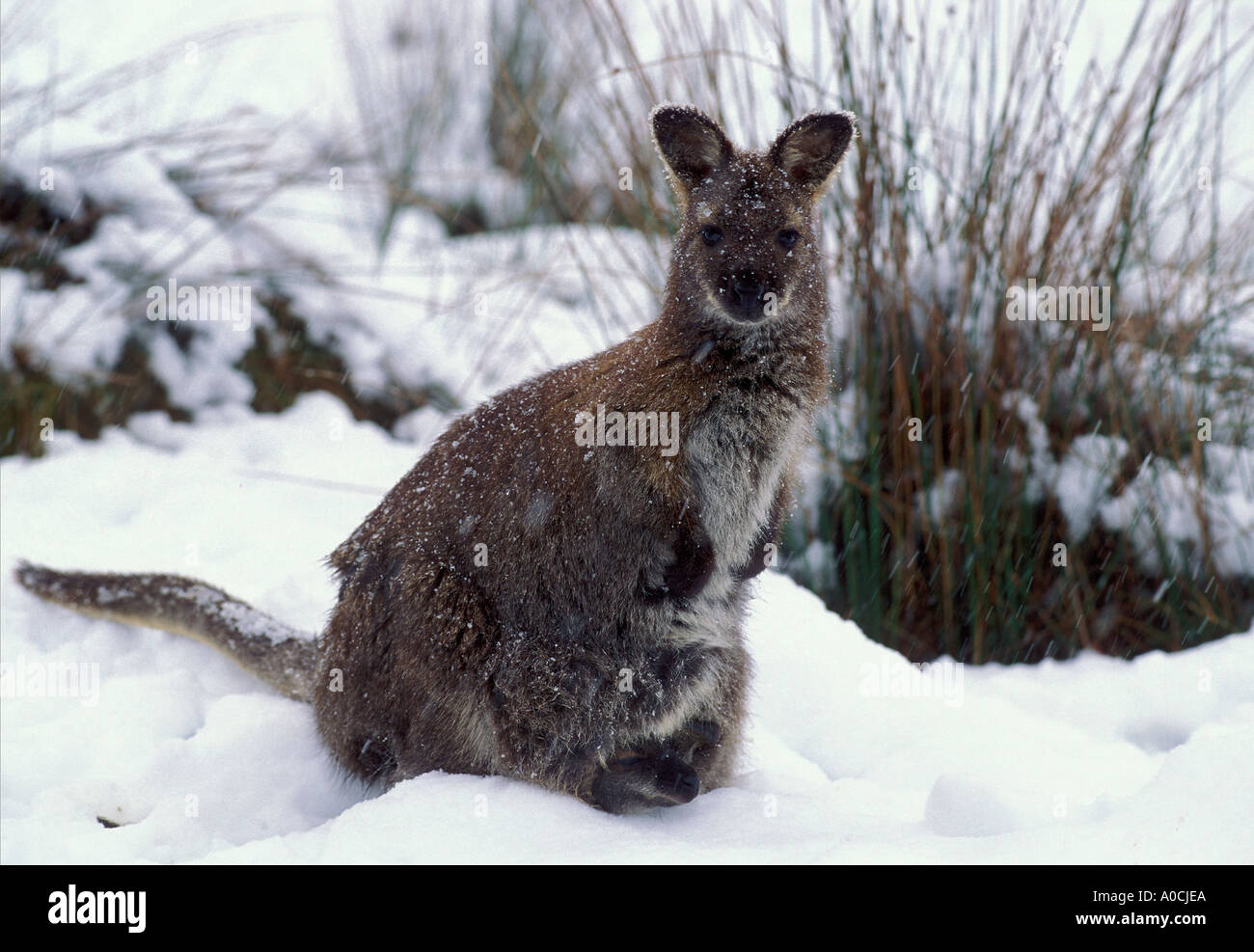 Red necked Wallaby Macropus rufogriseus Adult female in snow with joey ...