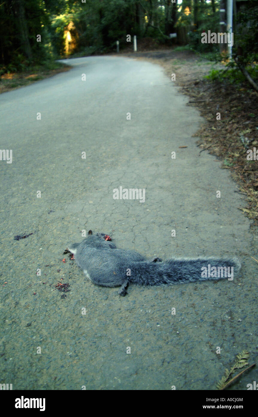 A squirrel run over in the road in Occidental California Stock Photo ...