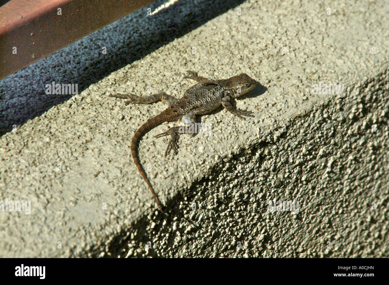 Western fence lizards hi-res stock photography and images - Alamy