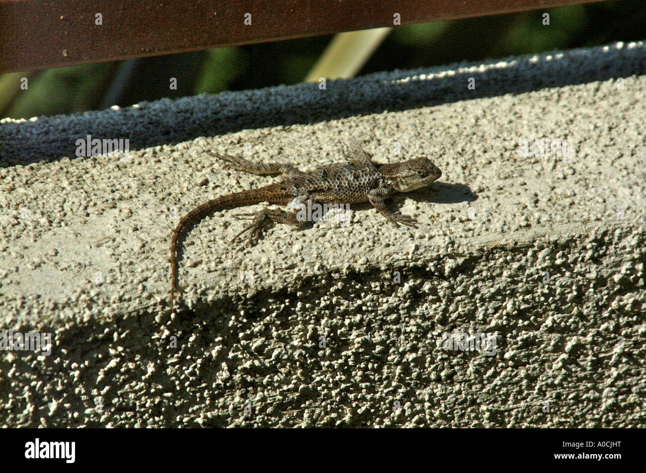 Western fence lizards hi-res stock photography and images - Alamy