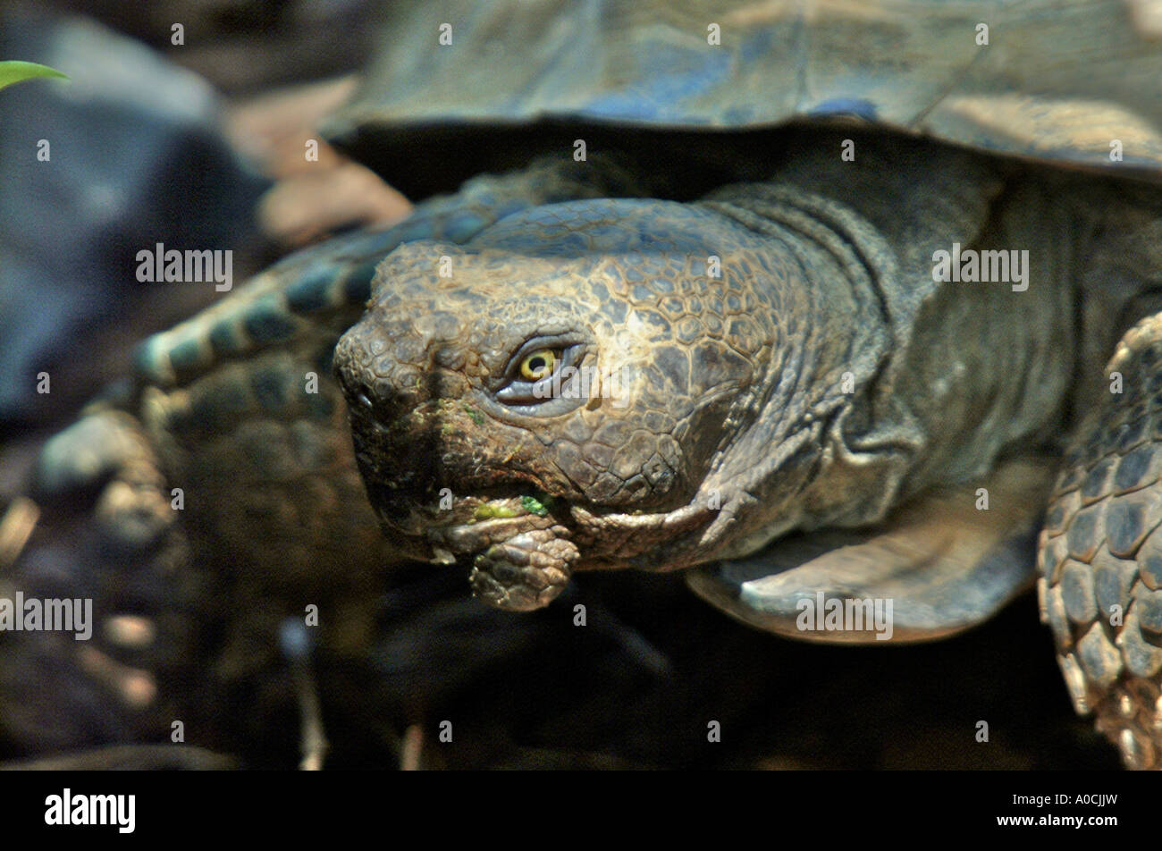 A gopher tortoise living in an urban area sticks his head out in ...