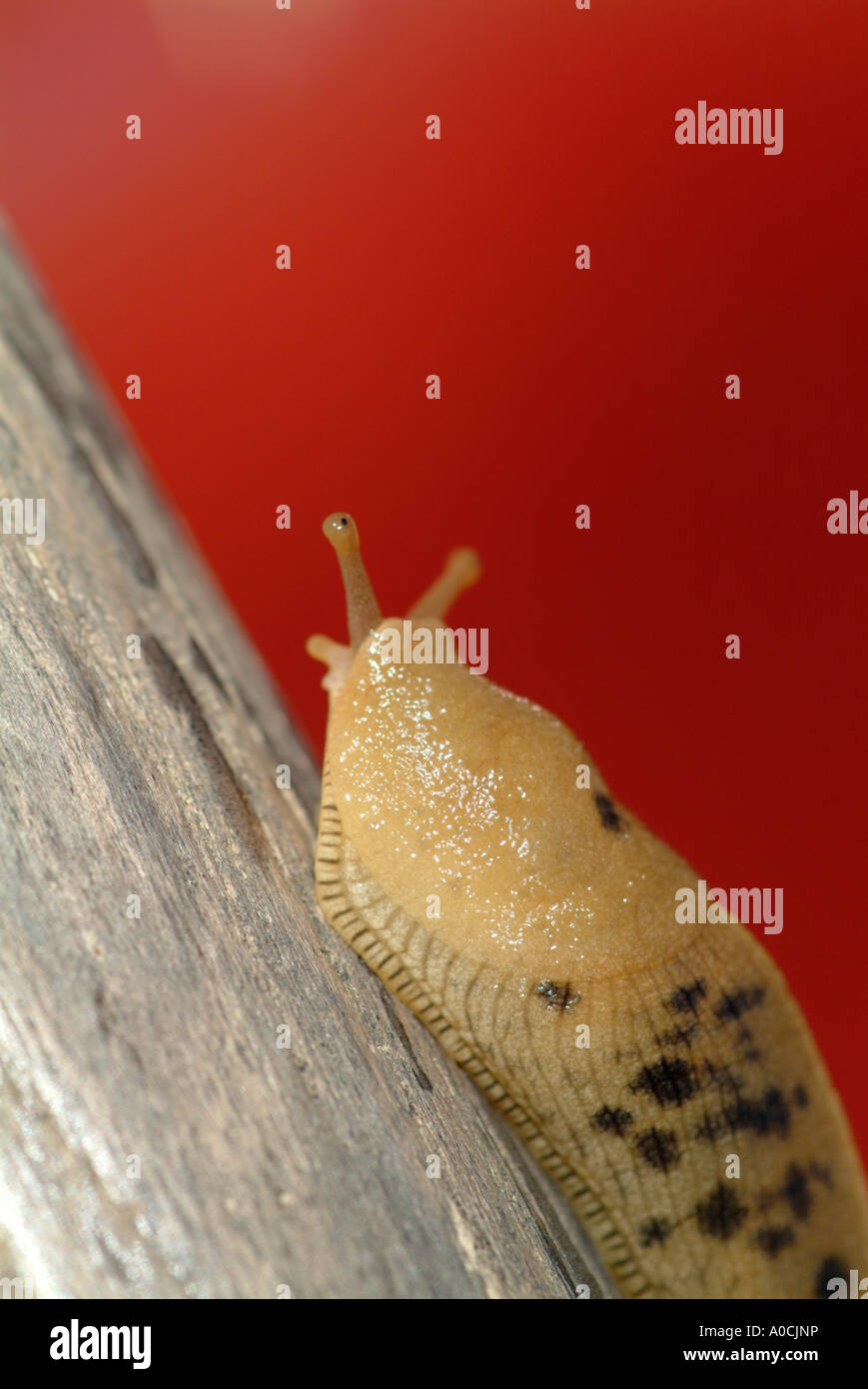 A young banana slug on a piece of wood against a red background in ...