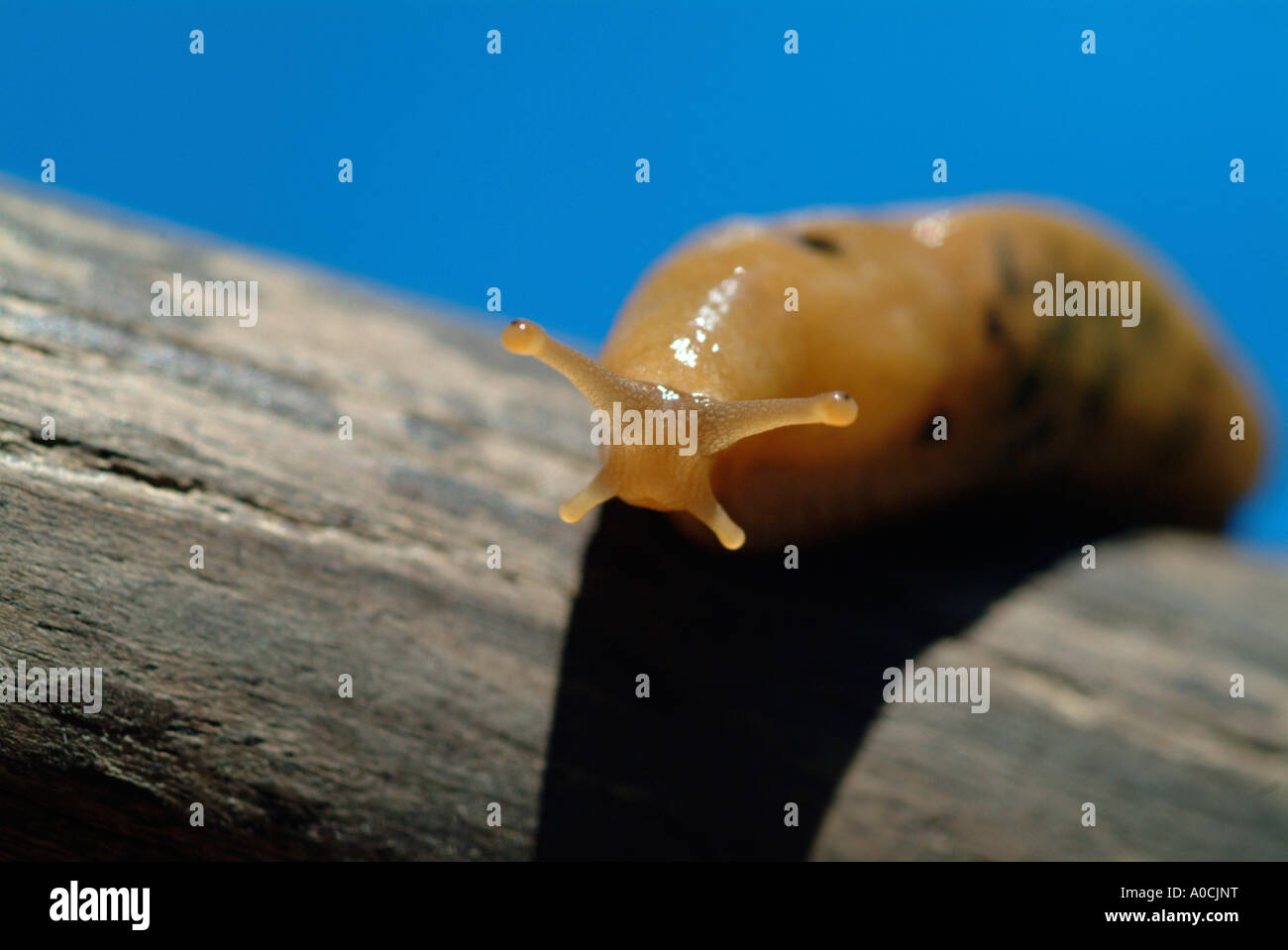 A banana slug on a piece of wood against a blue background in ...