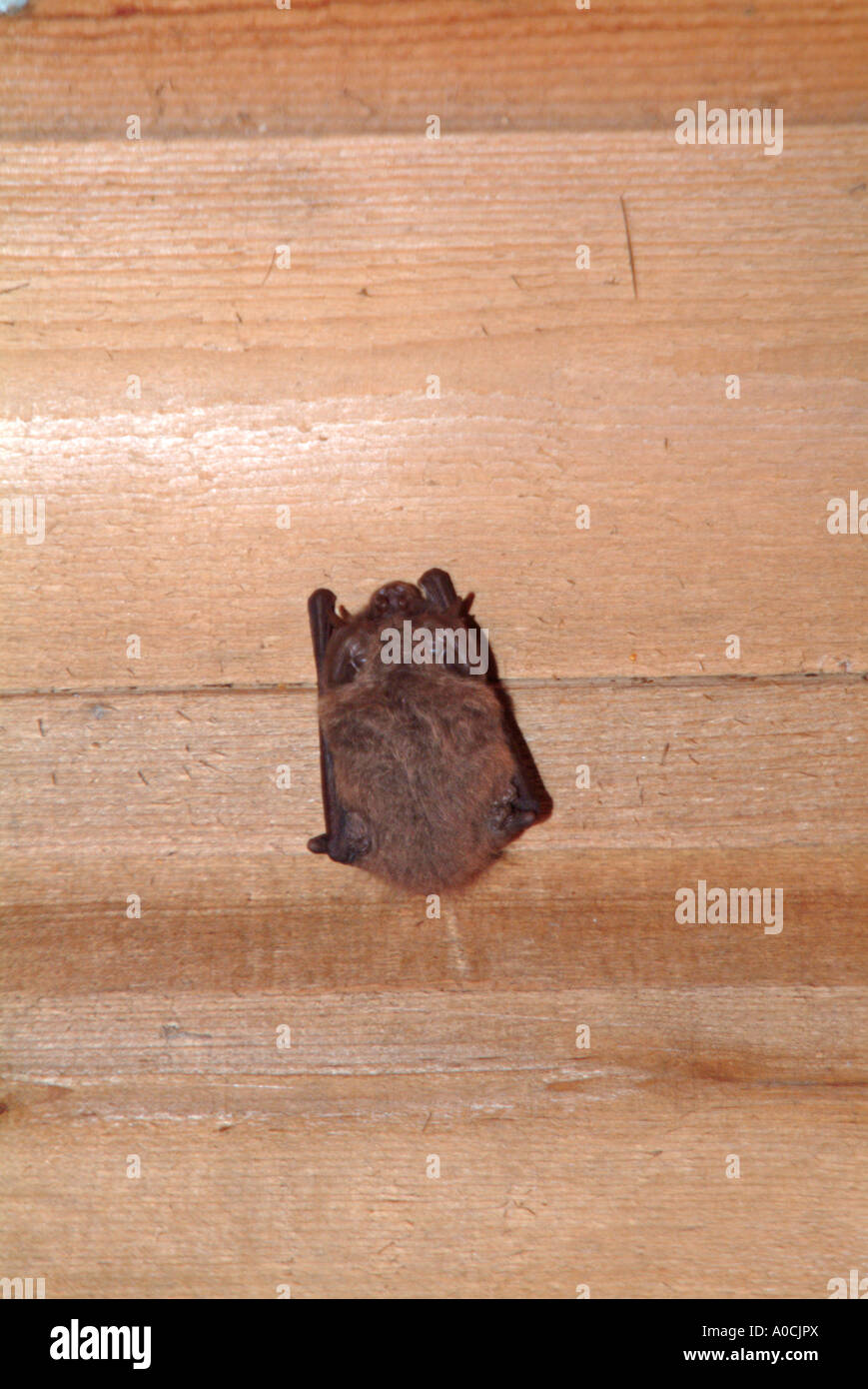 Bat house inside hi-res stock photography and images - Alamy