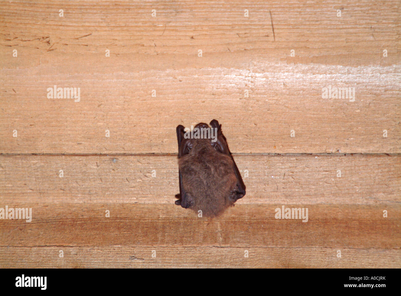 Bat house inside hi-res stock photography and images - Alamy