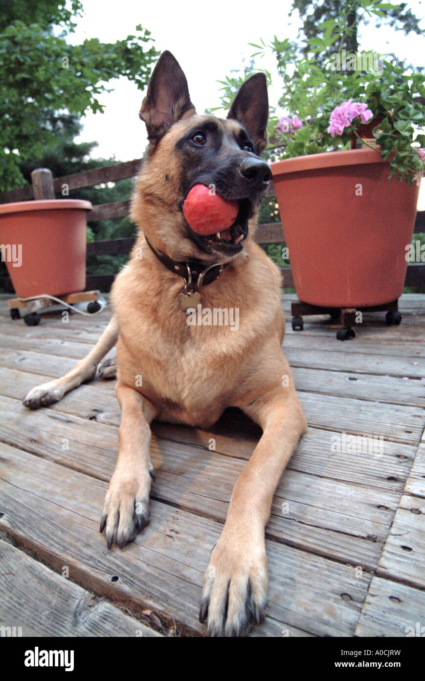 Red Belgian Malinois