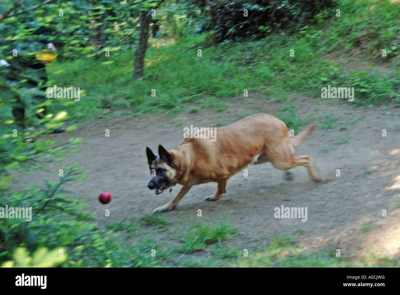 A Belgian Malinois dog runs after a red ball Stock Photo - Alamy