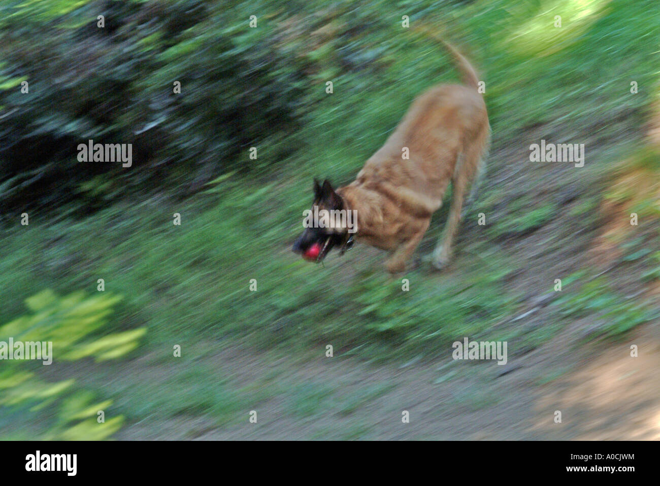 A Belgian Malinois dog runs after a red ball Stock Photo - Alamy