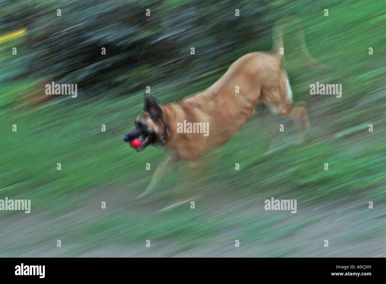 Belgian malinois dog red ball hi-res stock photography and images - Alamy