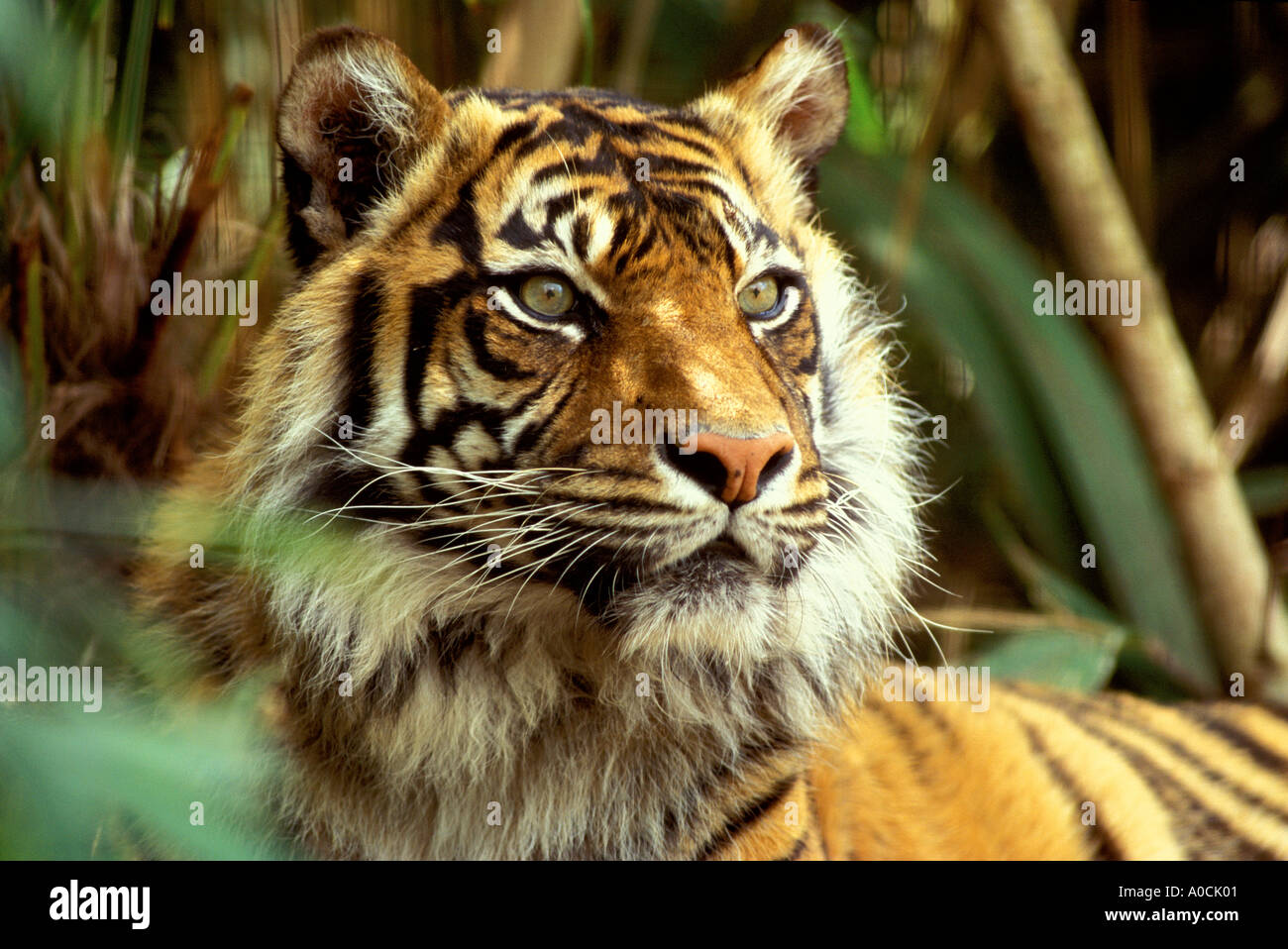 SUMATRAN TIGER Panthera tigris sumatrae Adult face close up captive ...