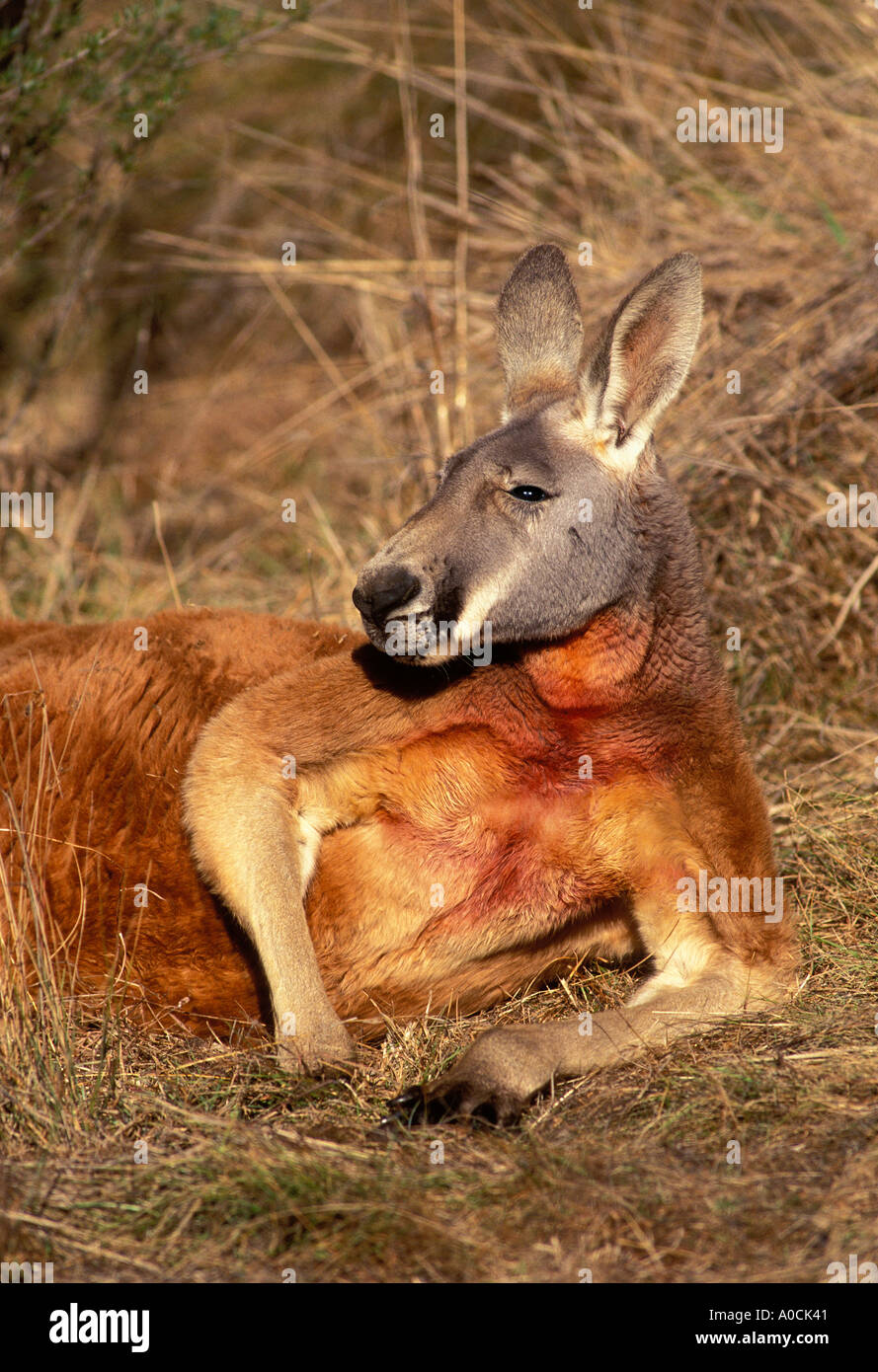 Red Kangaroo Macropus rufus Male at rest Central Australia Stock Photo ...