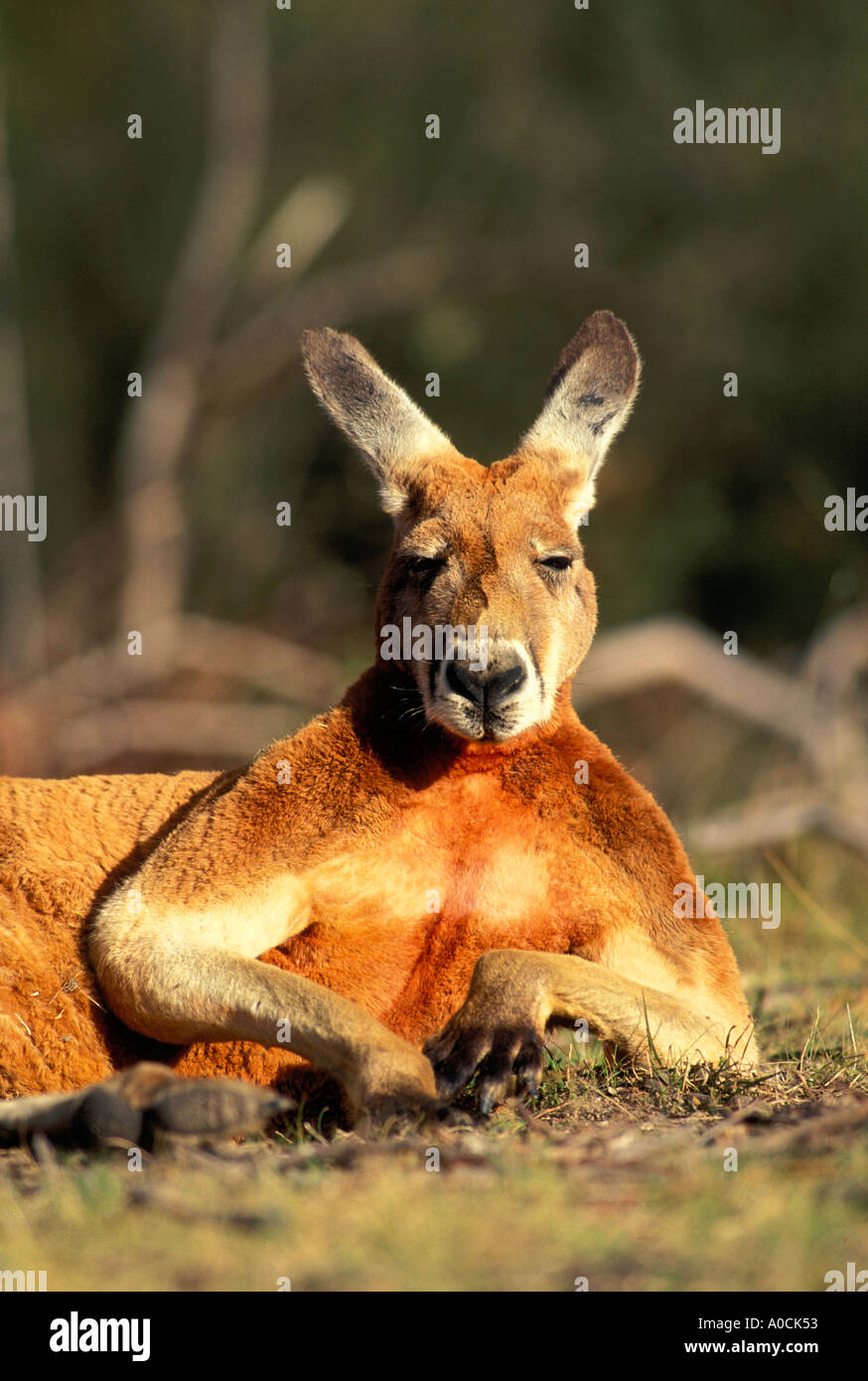RED KANGAROO Macropus rufus Male at rest Central Australia Stock Photo ...