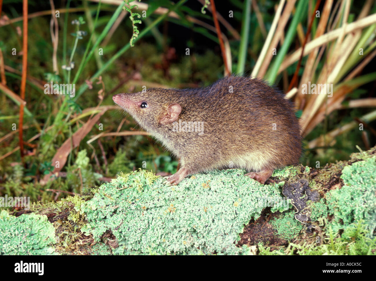 Antechinus hi-res stock photography and images - Alamy