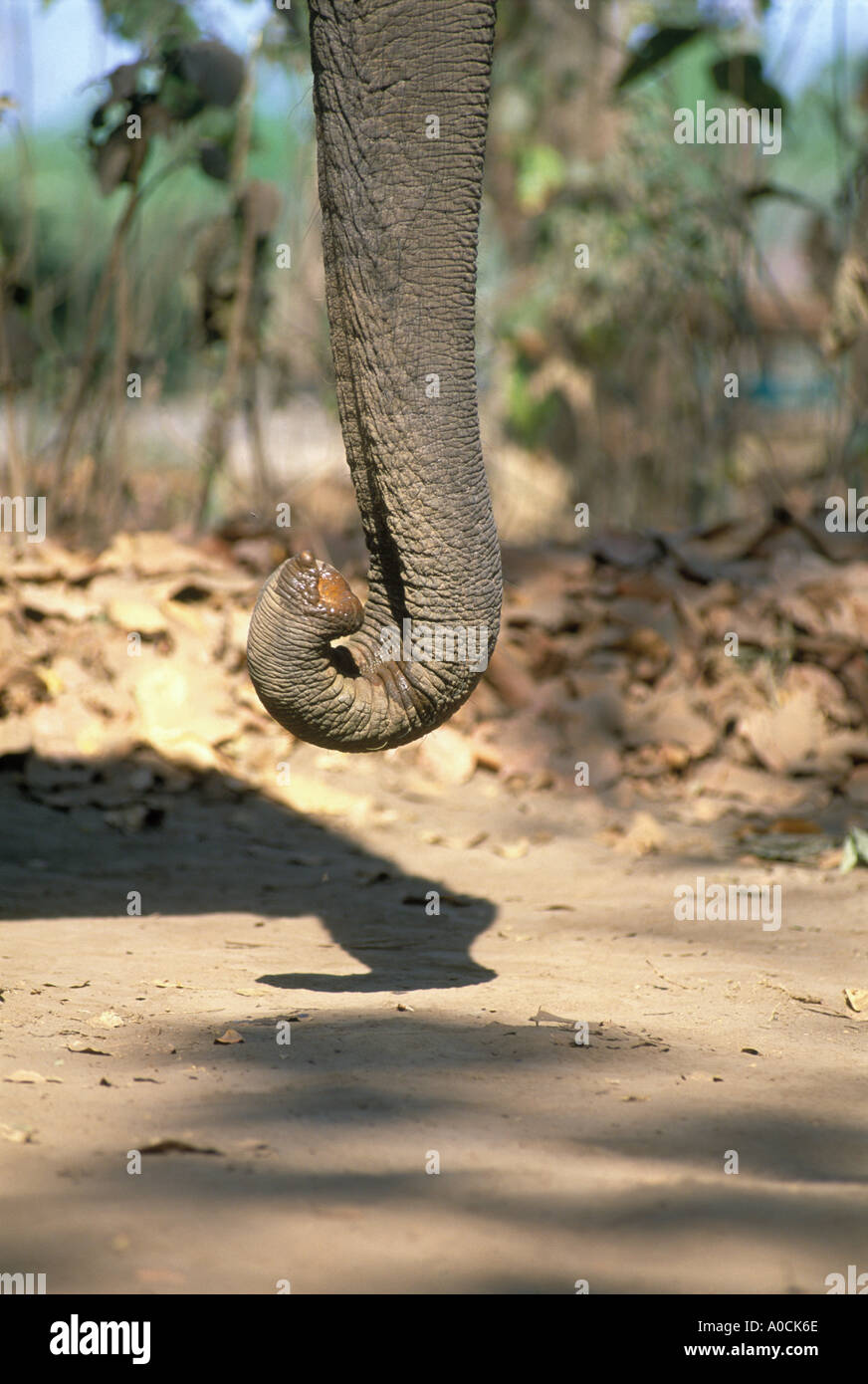 Trunk of Asian elephant Chitwan National Park Nepal Stock Photo - Alamy