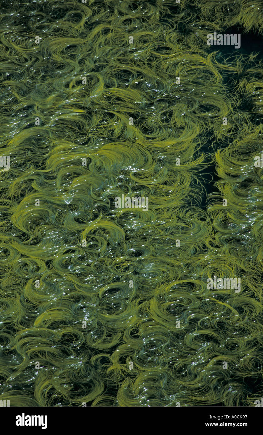 Thong Weed Stock Photos & Thong Weed Stock Images - Alamy