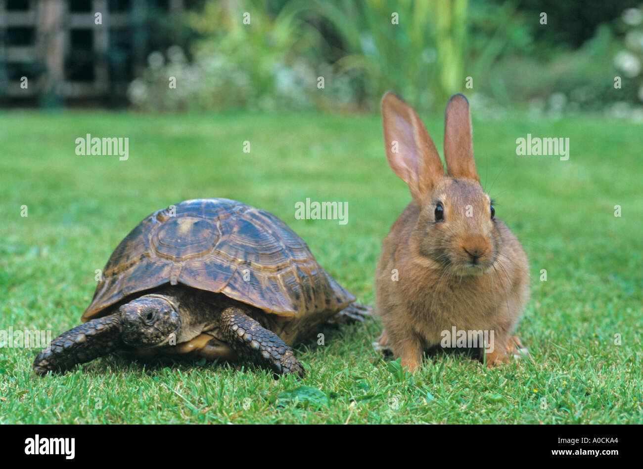 The Tortoise And The Hare Stock Photos & The Tortoise And The Hare ...