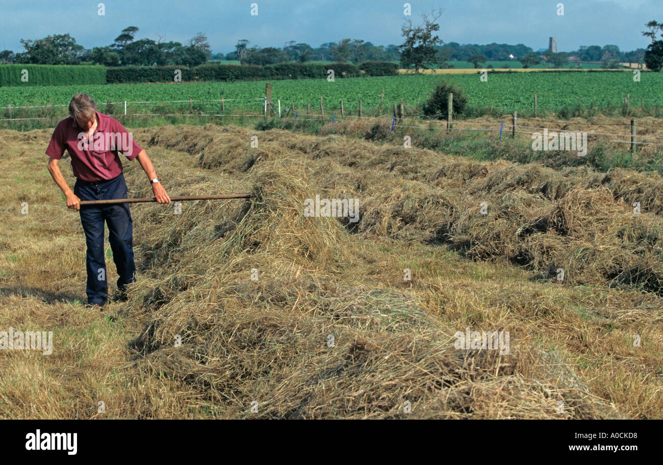 Turning Hay by Hand Norfolk UK Stock Photo - Alamy