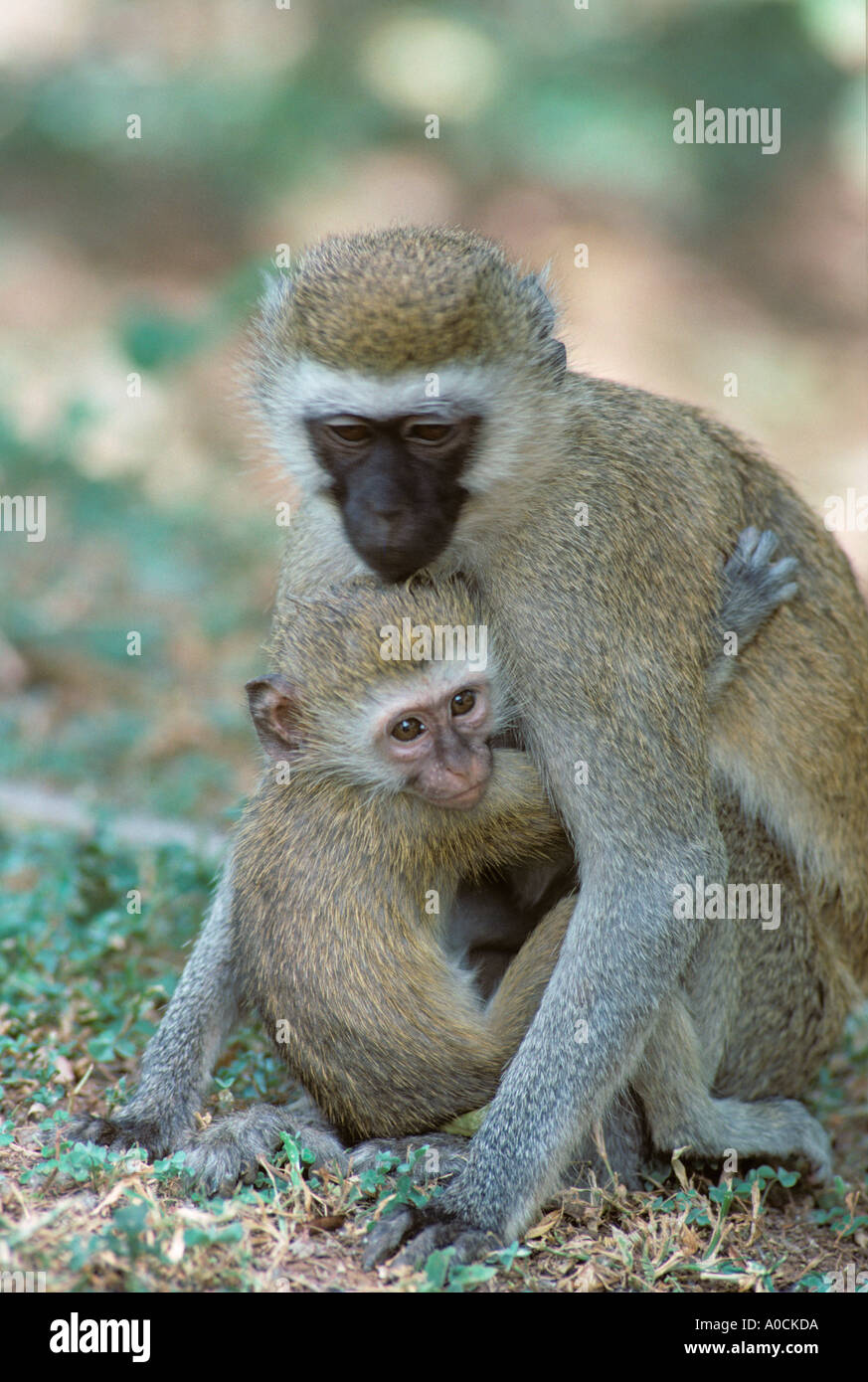 Subspecies of monkey hi-res stock photography and images - Alamy