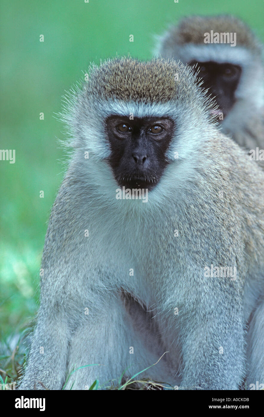 Subspecies of monkey hi-res stock photography and images - Alamy
