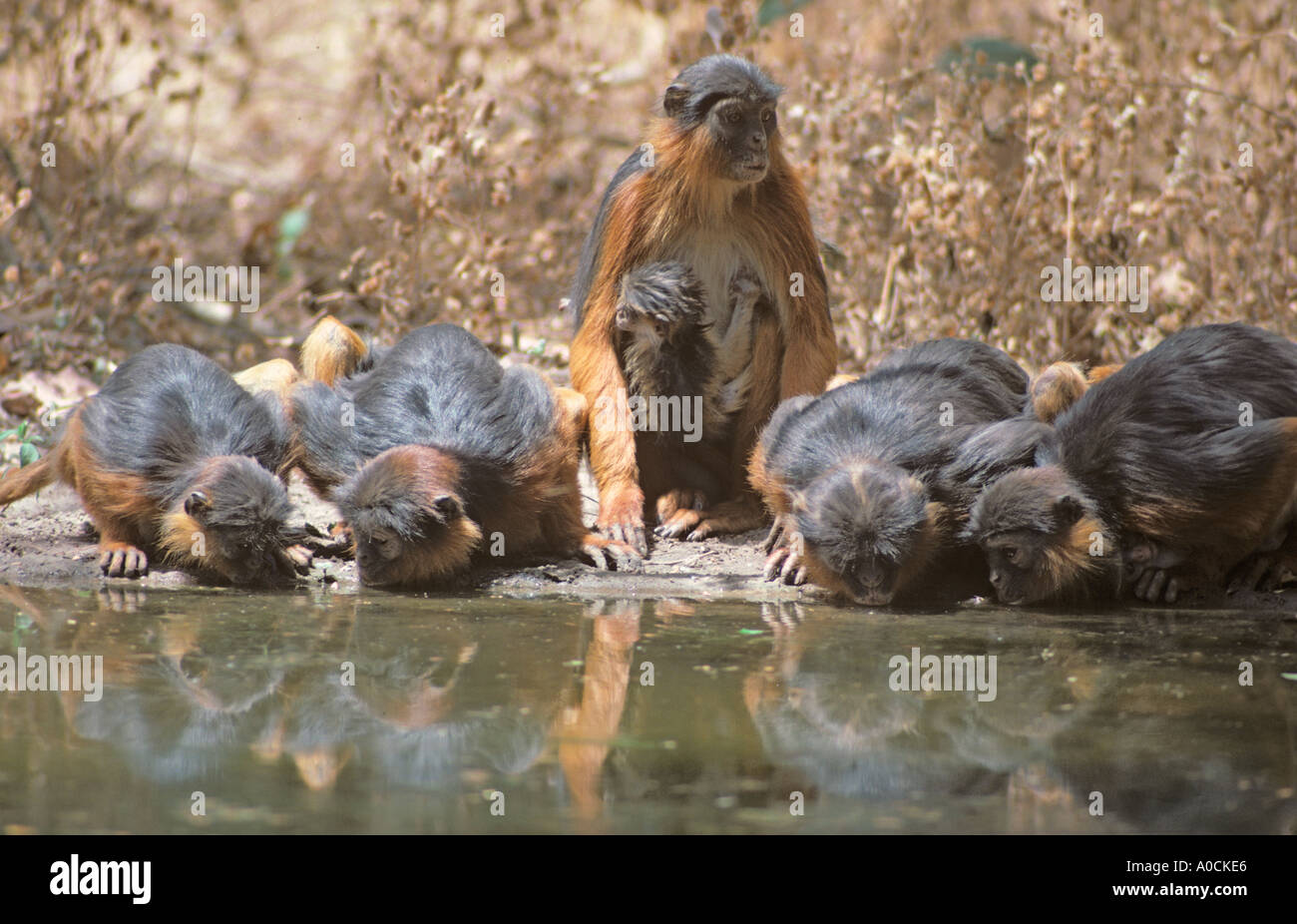 Colubus High Resolution Stock Photography and Images - Alamy