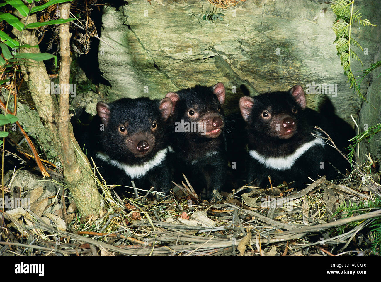 Tasmanian devil young hi-res stock photography and images - Alamy