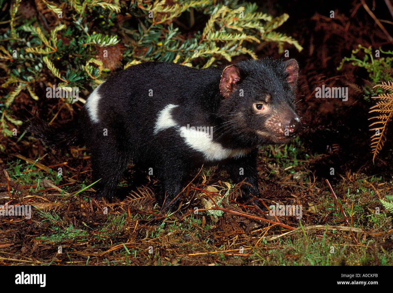 Adult tasmanian devil hi-res stock photography and images - Alamy