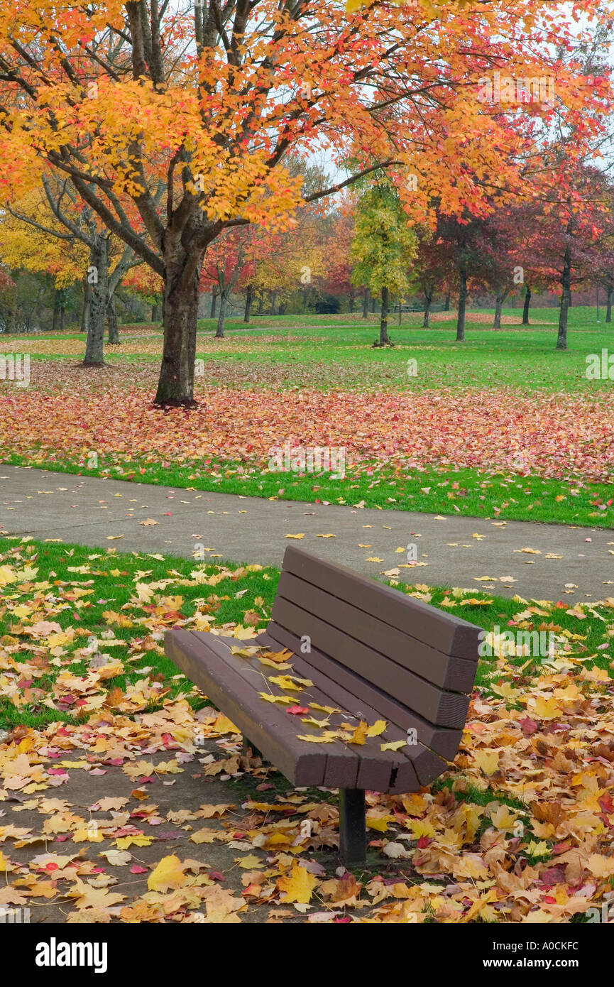 Path with bench and fall color in Skinner Butte Park Eugene Oregon ...