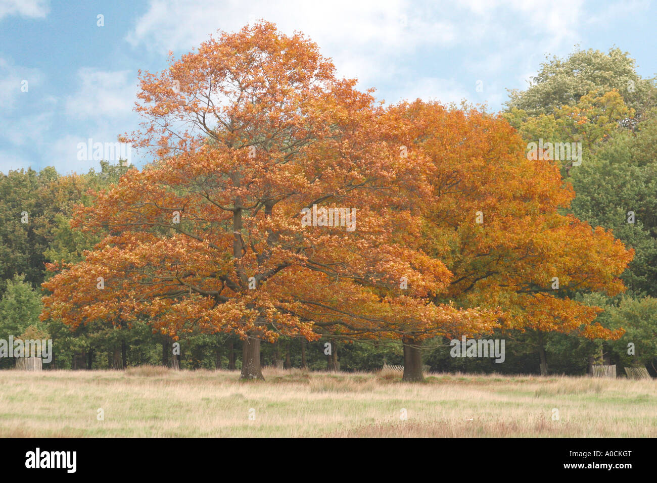 Oak trees england hi-res stock photography and images - Alamy