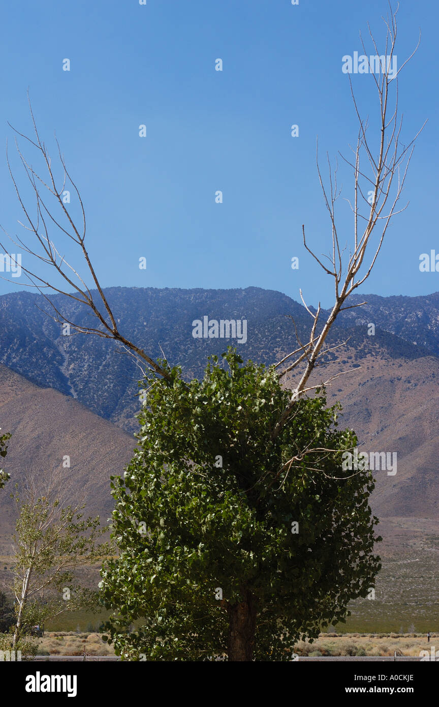 Bushy horns hi-res stock photography and images - Alamy