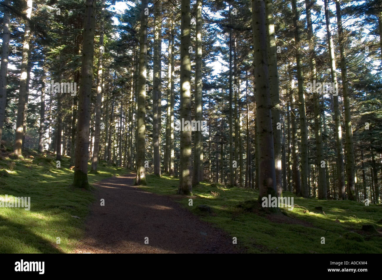 Shady Woodland Walk through tall pine trees Stock Photo - Alamy