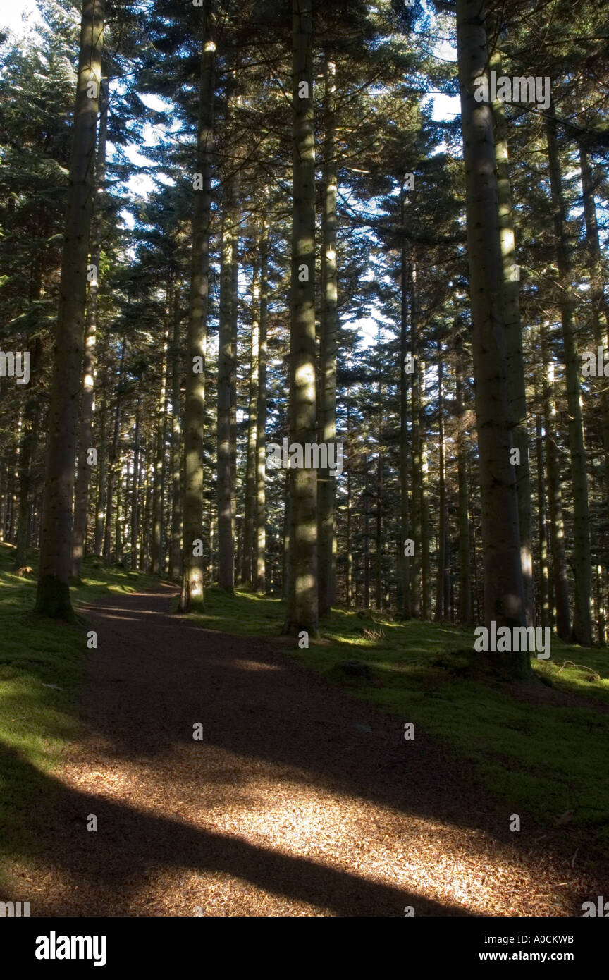 Dark Woodland Walk through tall pine trees Stock Photo - Alamy