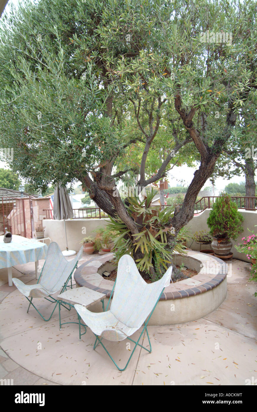 A front courtyard under an olive tree in a home in Newport Beach ...