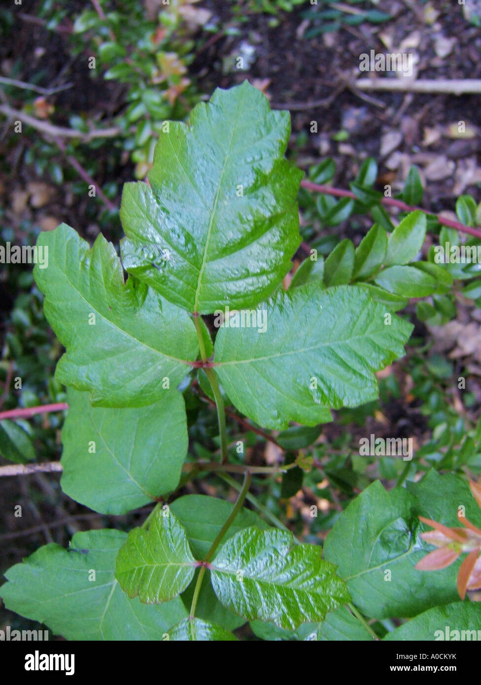 The shiny leaf of the poison oak plant is caused by urushiol oil the ...