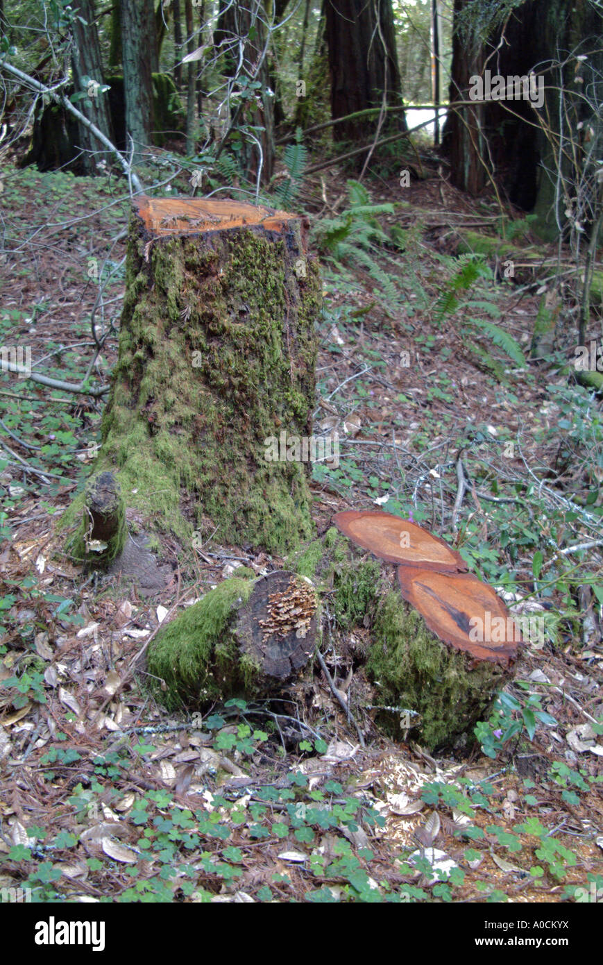 Two tree stumps are all that are left from two dead tan oak trees ...