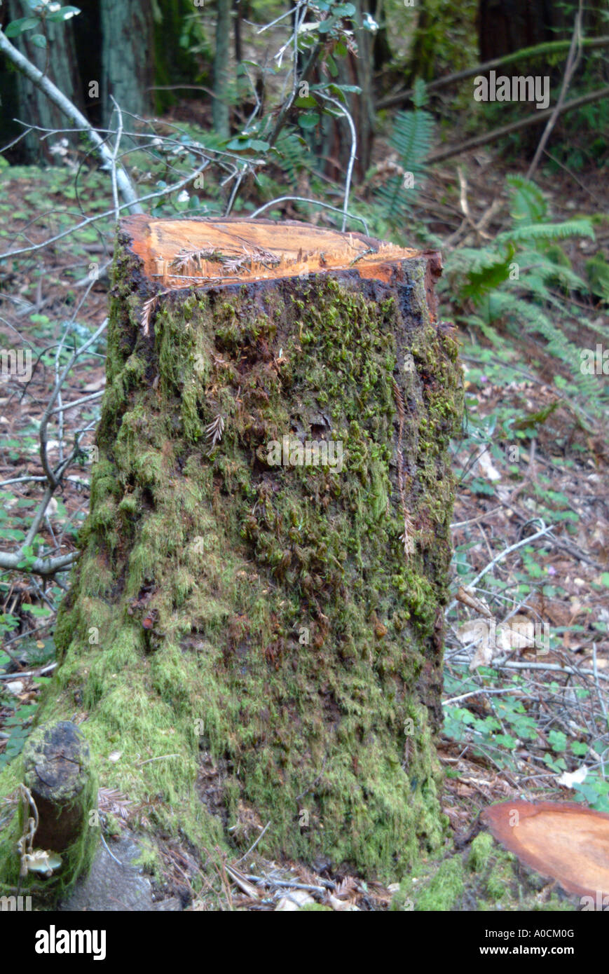 A tree stump is all that is left from a dead tan oak tree which was ...