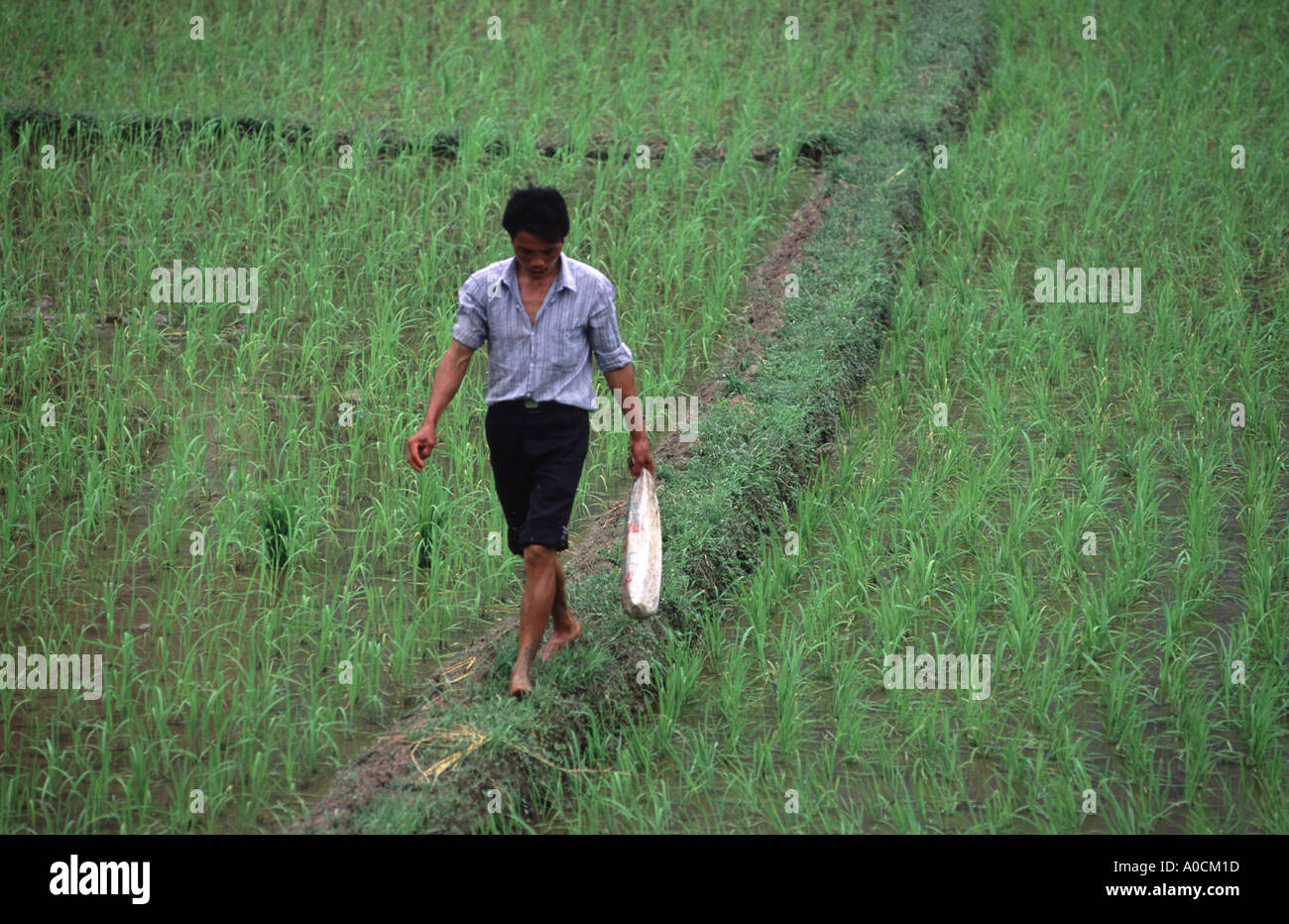Li river rice fields hi-res stock photography and images - Alamy