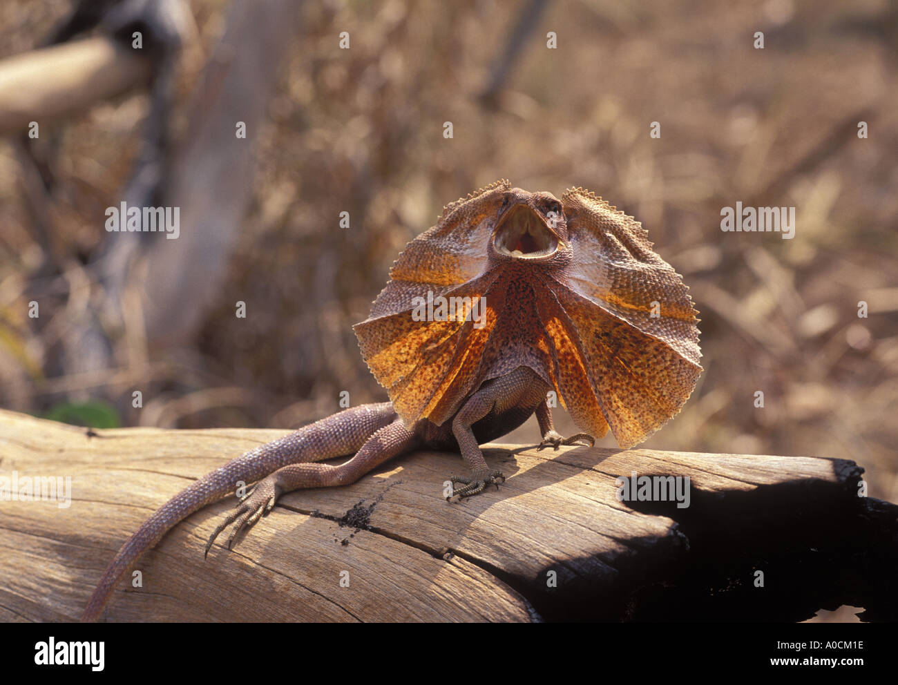 FRILLED LIZARD Chlamydosaurus kingii Adult threat display Northern ...