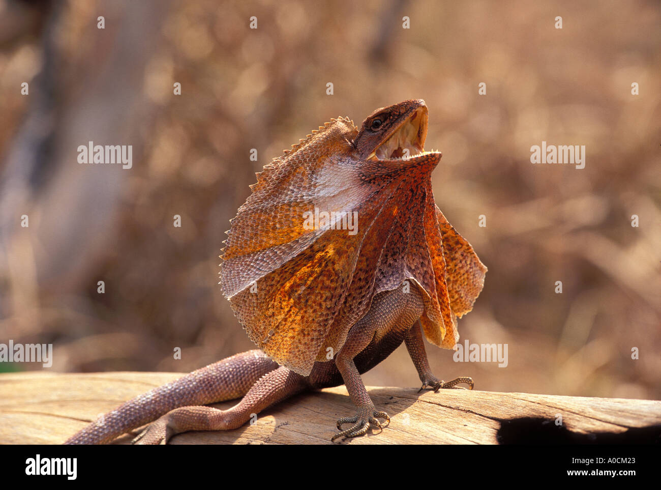 Australian wildlife reptile lizard display hi-res stock photography and ...