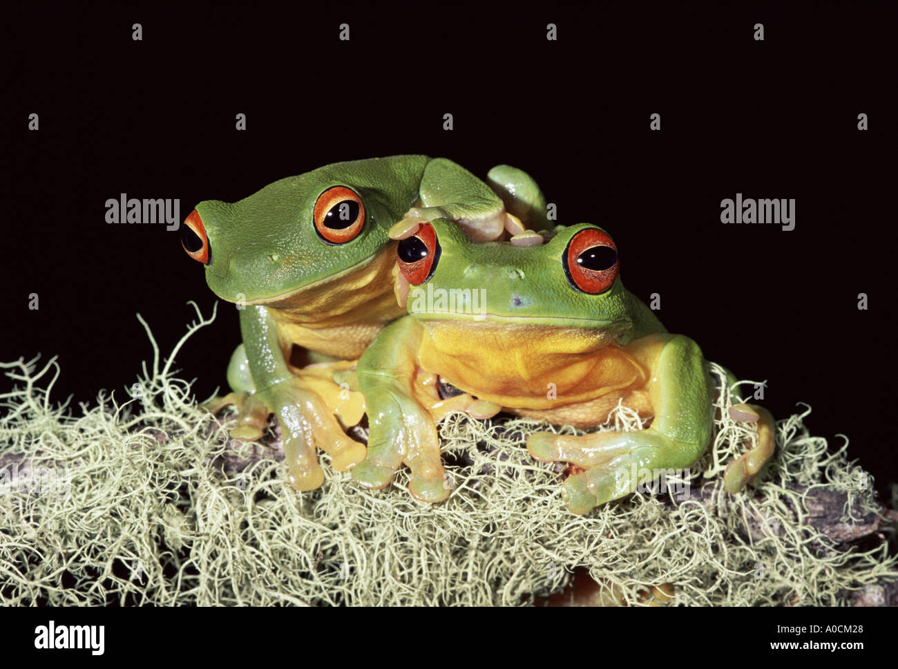 ORANGE THIGHED TREE FROG Litoria chloris In rainforest Lamington ...