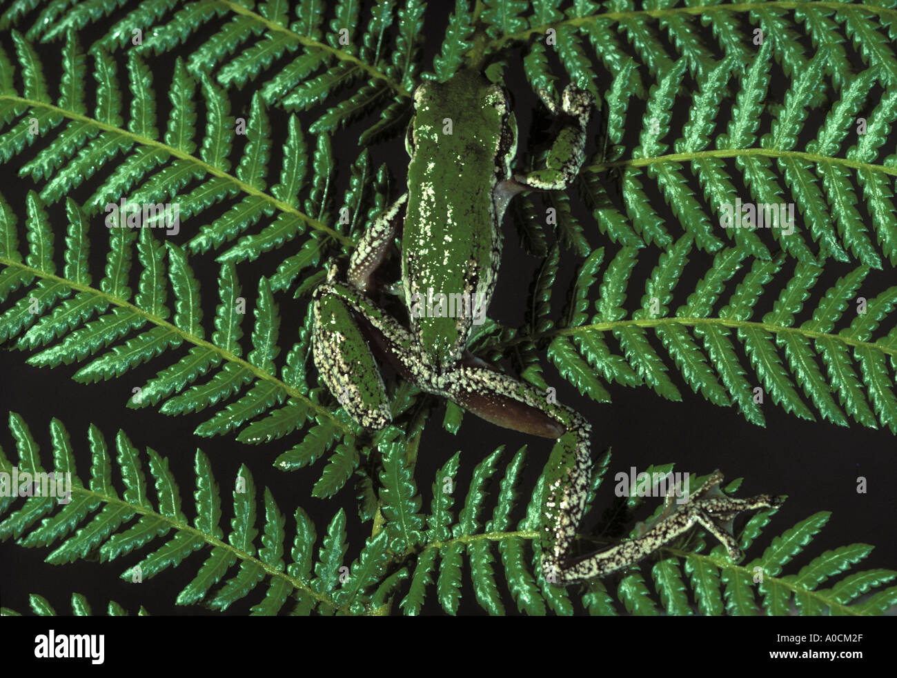 Tasmanian Tree Frog Litoria burrowsi Adult male west Tasmania Australia ...