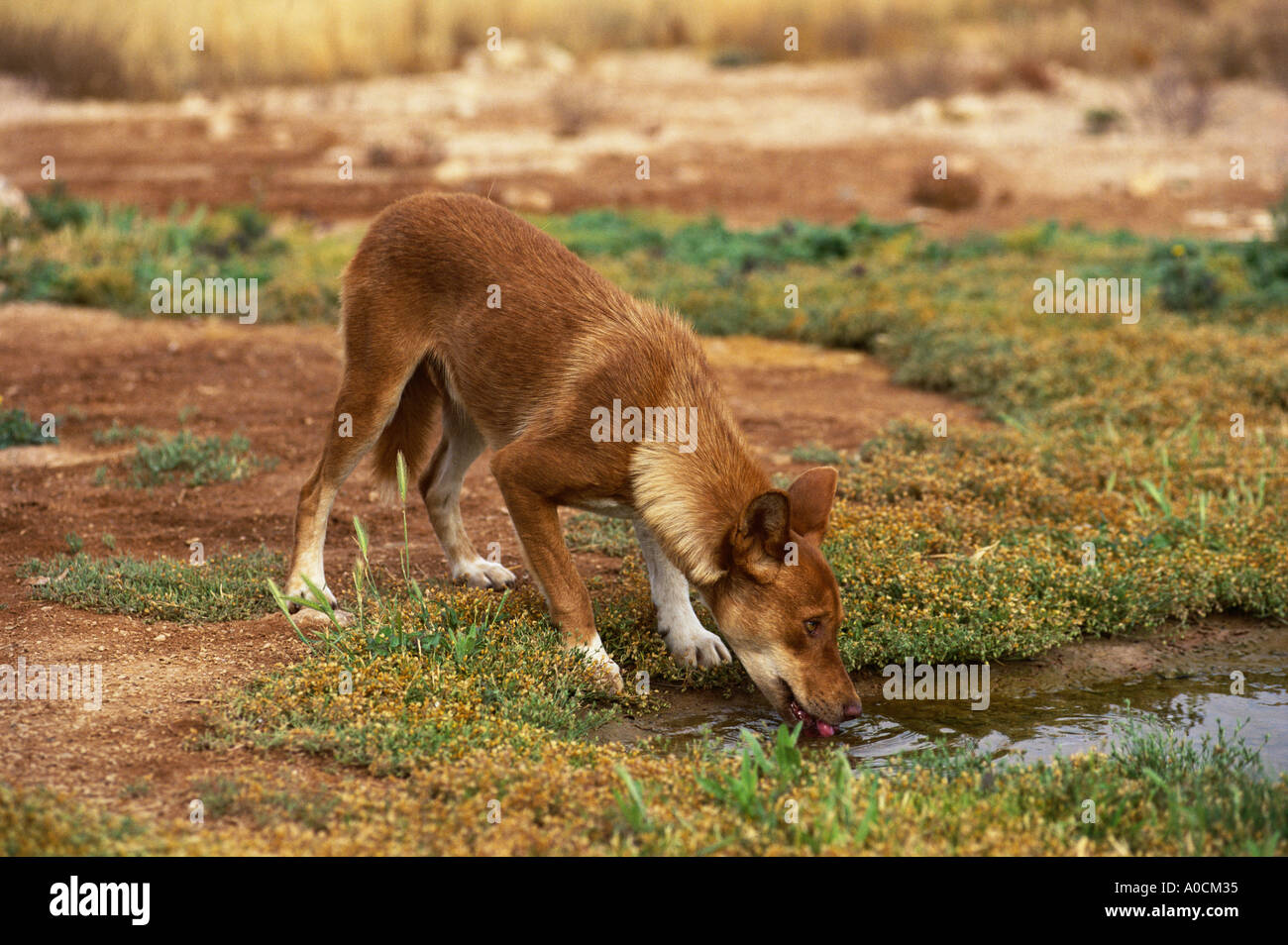 DINGO Canis familiaris dingo Male drinking at water hole South ...
