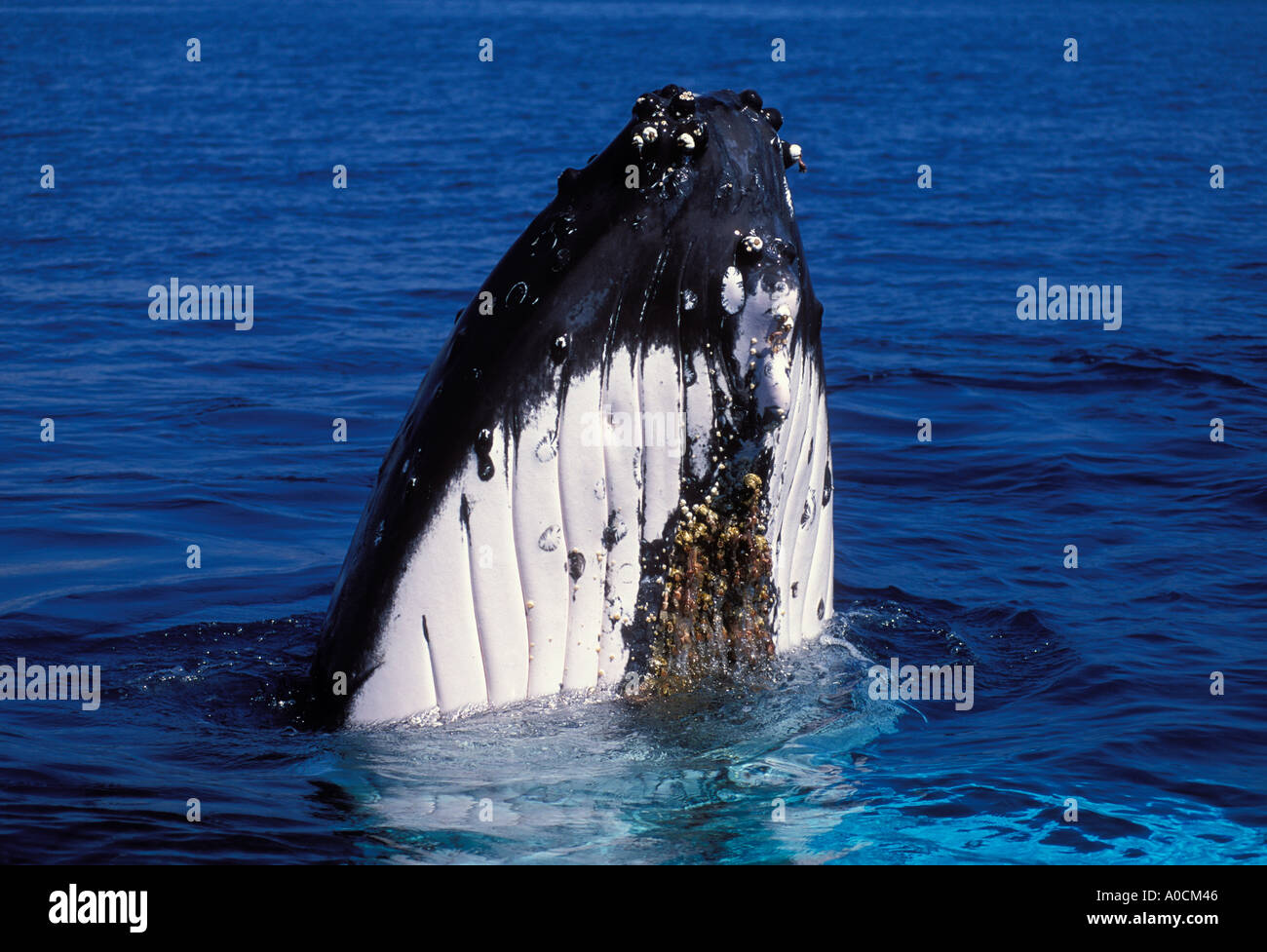 Whale species australia hi-res stock photography and images - Alamy