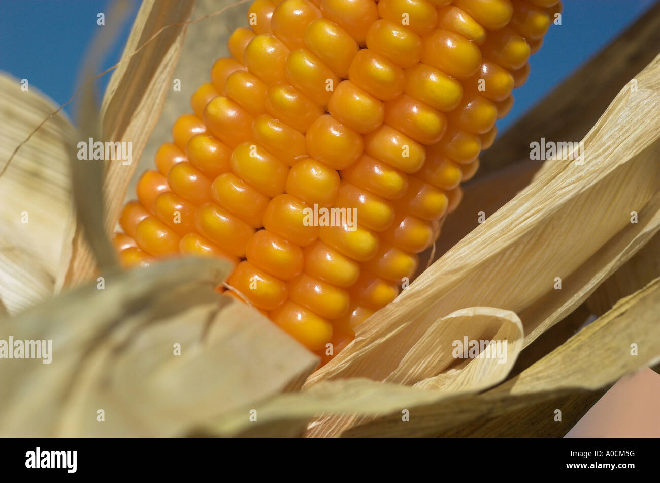 Corn on the cob ready for harvest with the husk partially pulled back ...