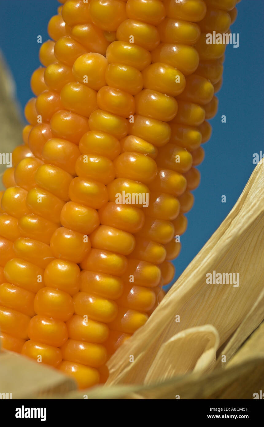Corn on the cob ready for harvest with the husk partially pulled back ...