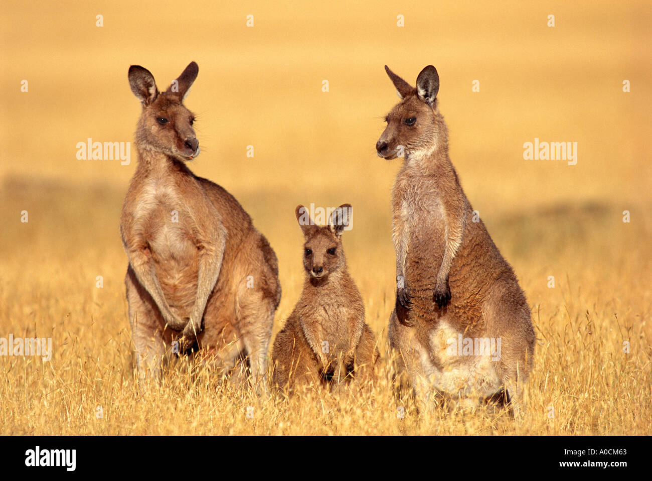 Family macropodidae hi-res stock photography and images - Alamy